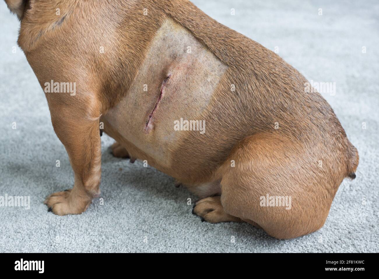 A French bulldog with a scar from a tumor removal surgery Stock Photo ...