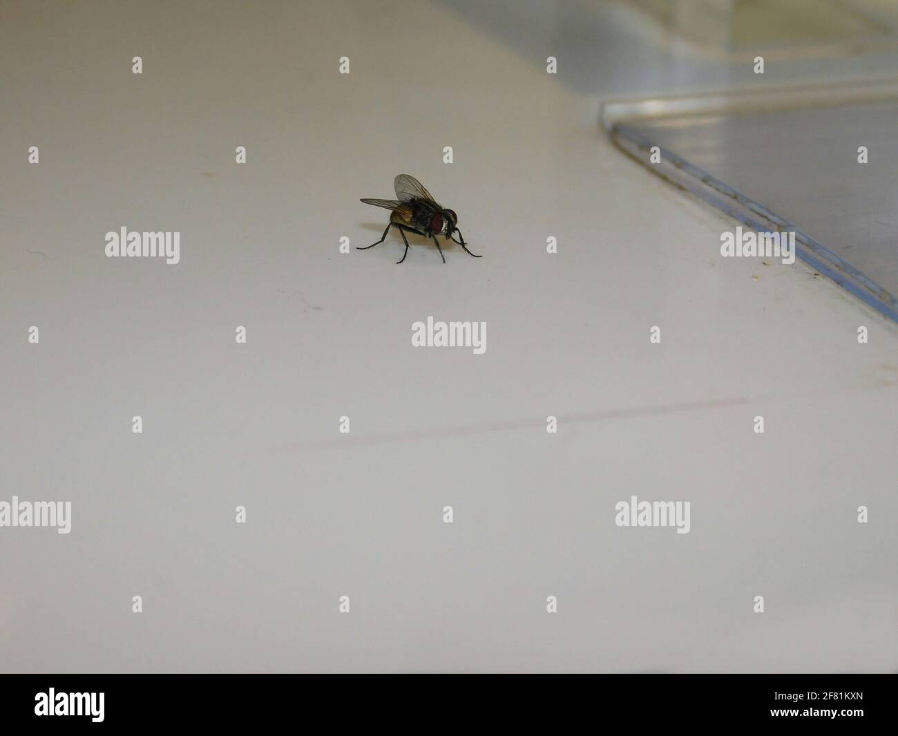 A closeup shot of a Housefly sitting on a table in Mumbai, India Stock ...