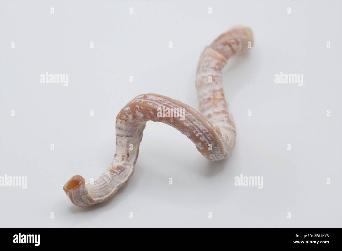 Curled worm hi-res stock photography and images - Alamy