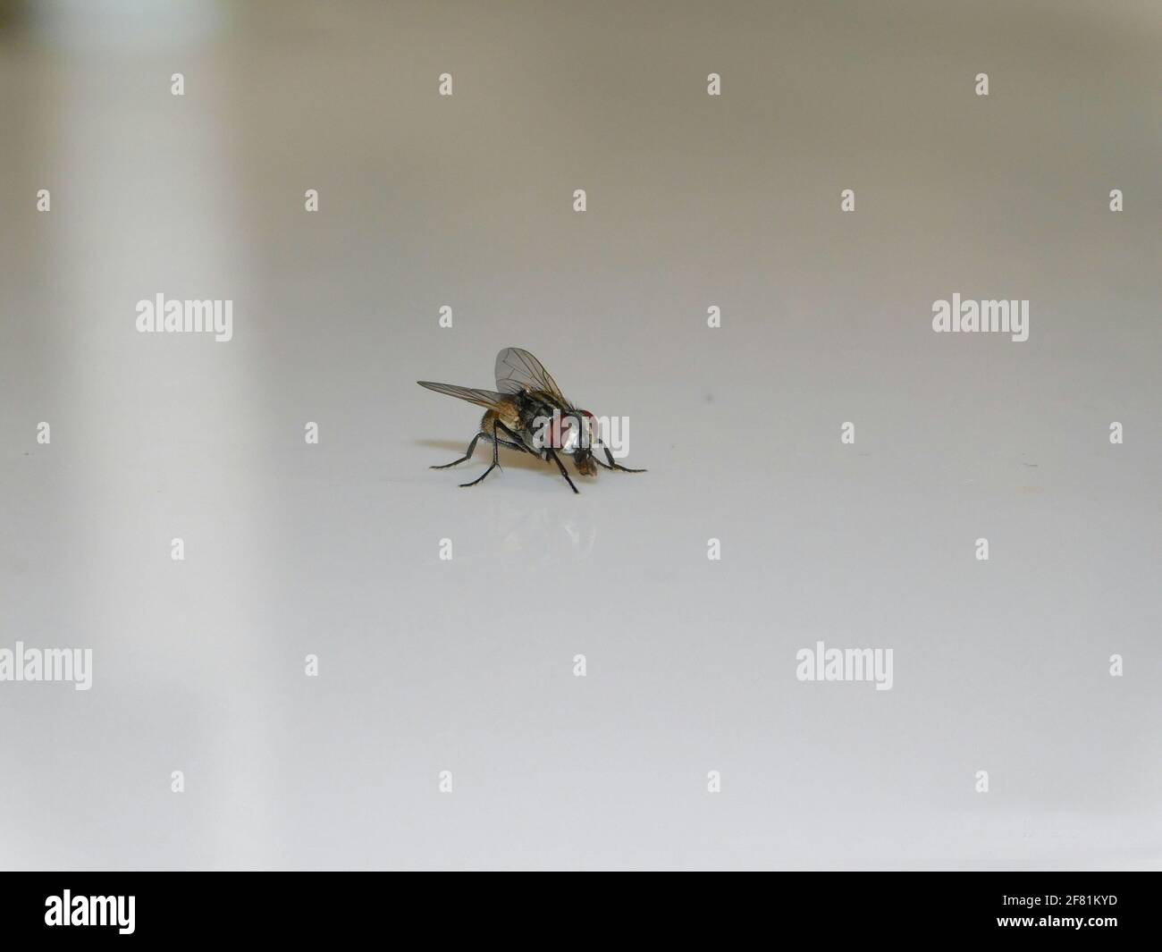 A closeup shot of a Housefly sitting on a table in Mumbai, India Stock ...