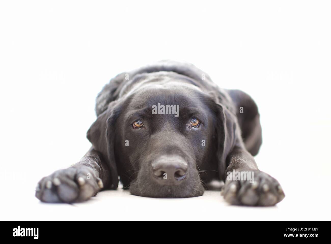 Dog Sphinx High Resolution Stock Photography and Images - Alamy