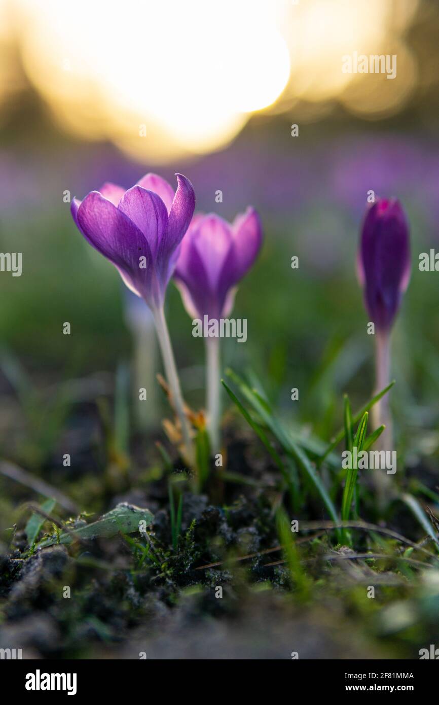 A vertical shot of purple crocuses growing in a field Stock Photo - Alamy
