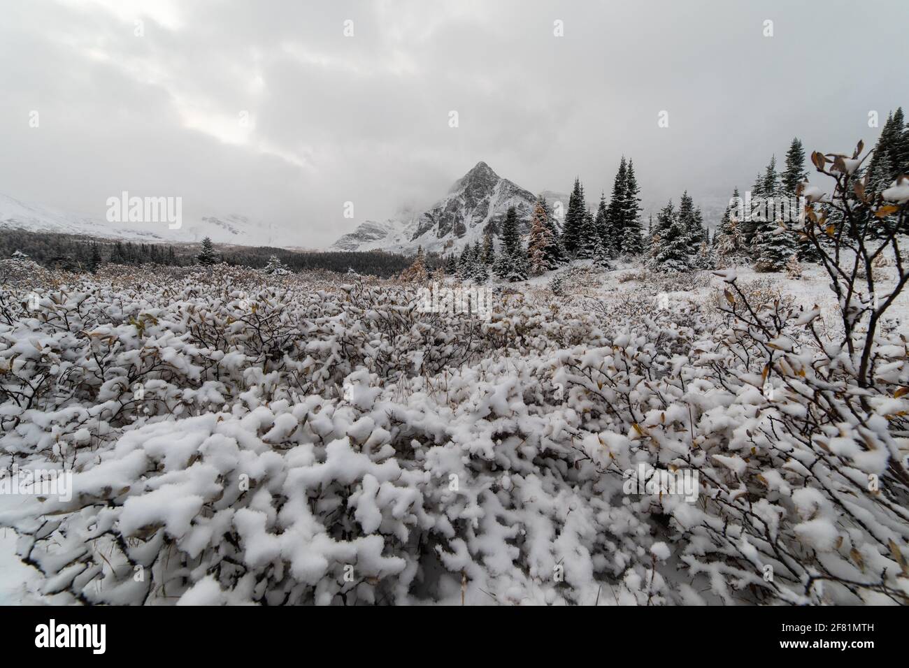 Nature layer hi-res stock photography and images - Alamy