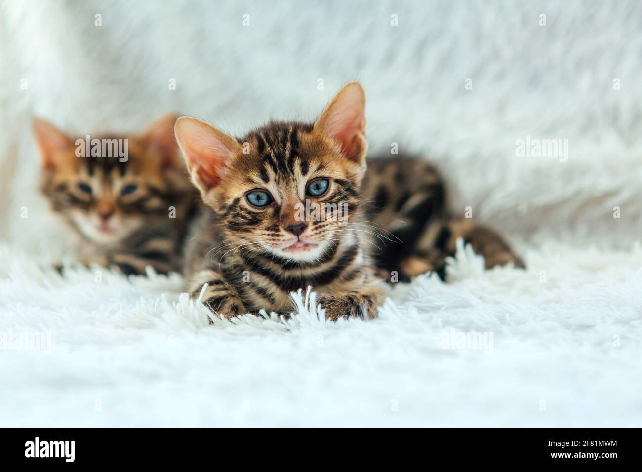 Two cute one month old kittens on a furry white blanket Stock Photo - Alamy