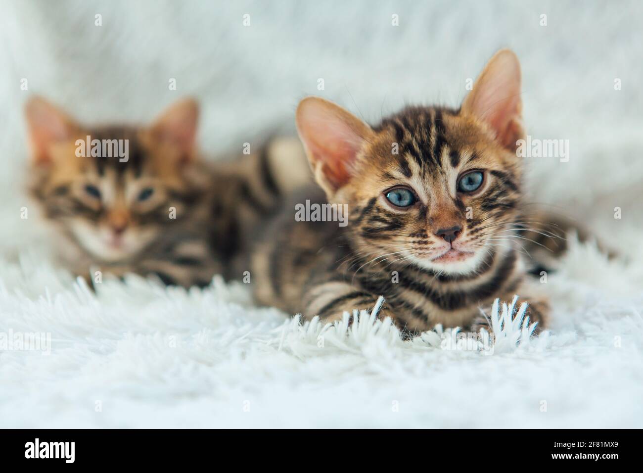 Two cute one month old kittens on a furry white blanket Stock Photo - Alamy