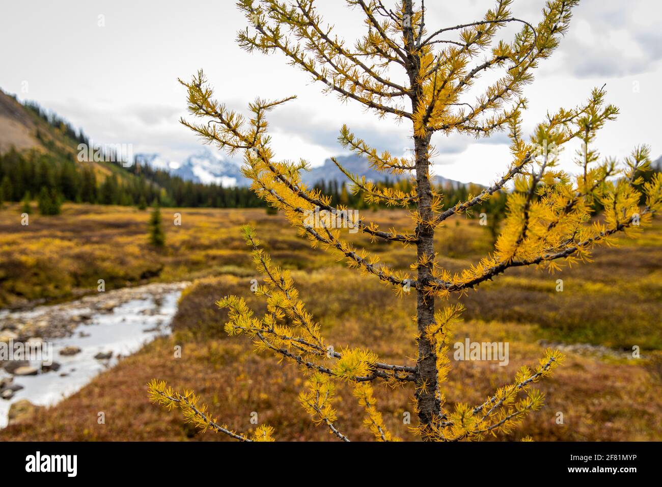 Fall larches hi-res stock photography and images - Alamy