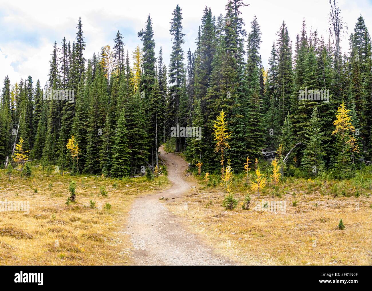 Small pine tree in mountains hi-res stock photography and images - Alamy