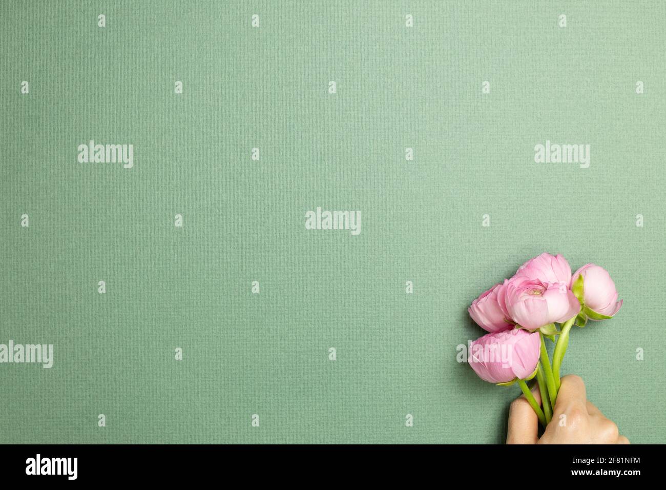 Hand holding pink ranunculus flowers on green background. flat lay, top ...
