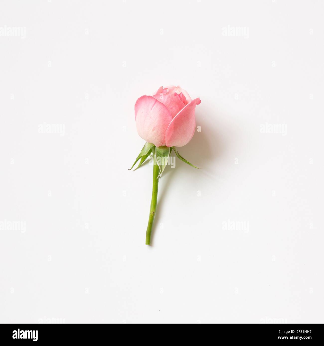 Pink rose flower on white background. top view, copy space Stock Photo ...