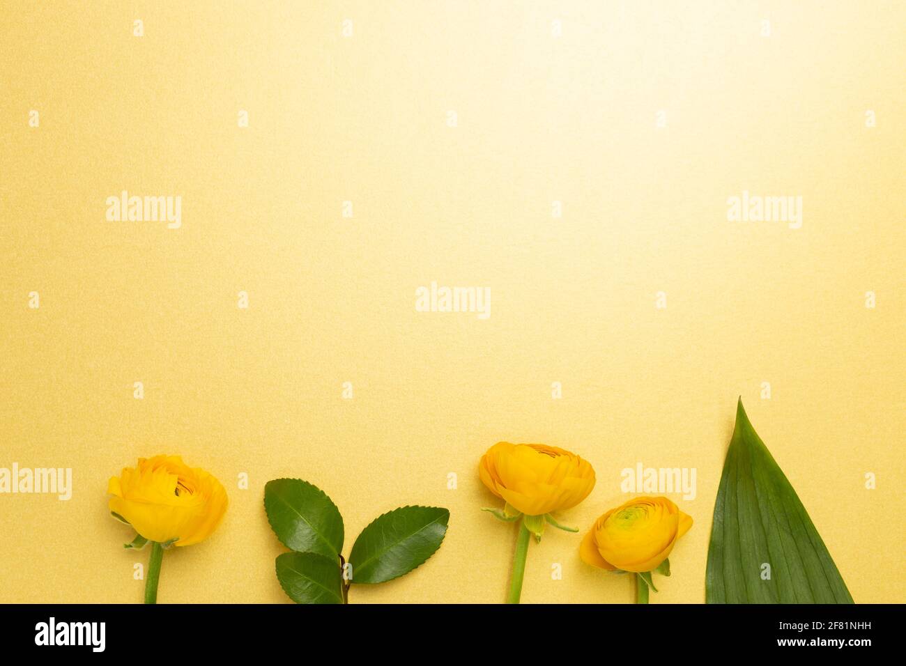 Yellow ranunculus flowers on yellow background. flat lay, top view ...