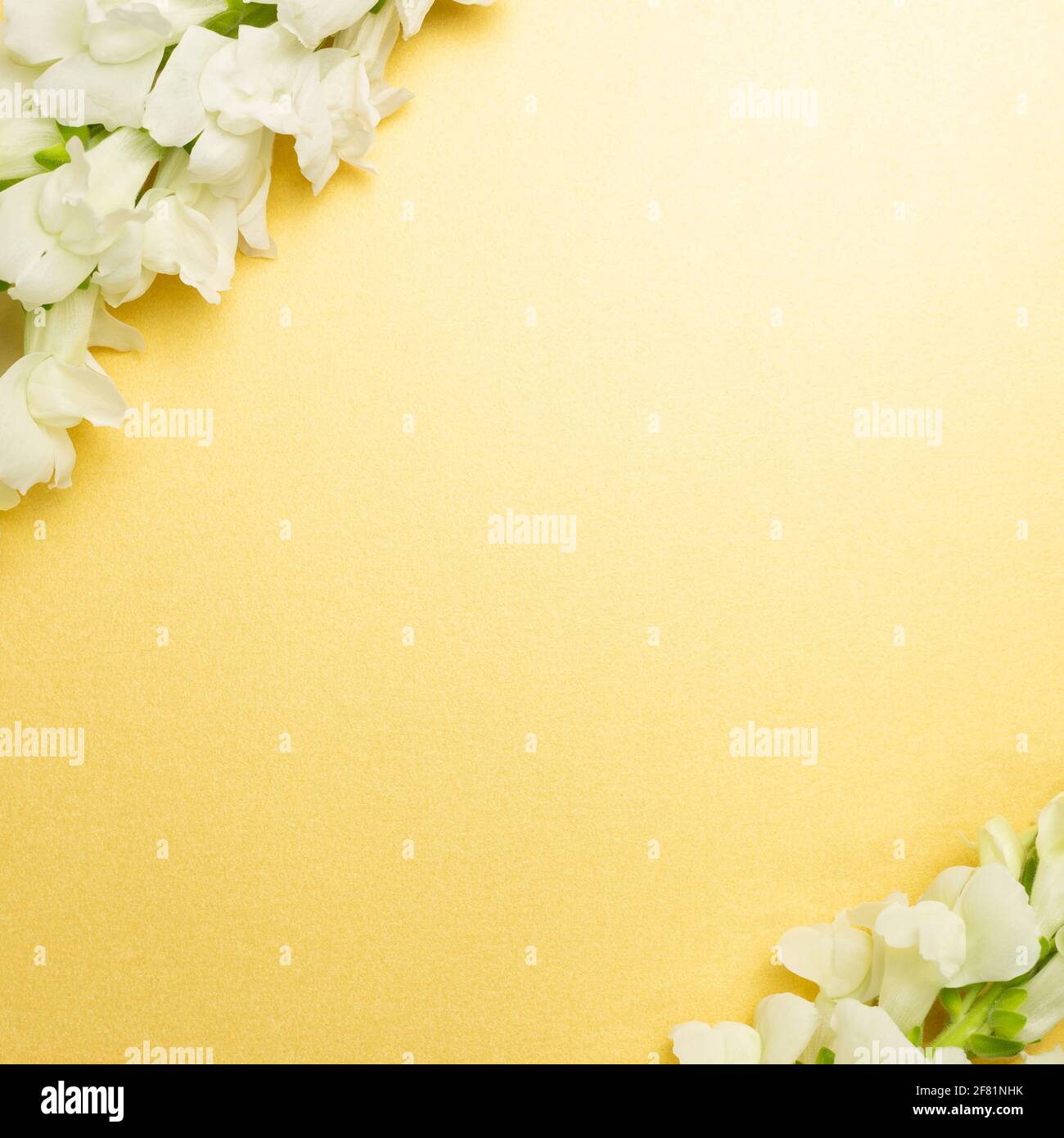 White snapdragon flowers on yellow background. flat lay, top view, copy ...