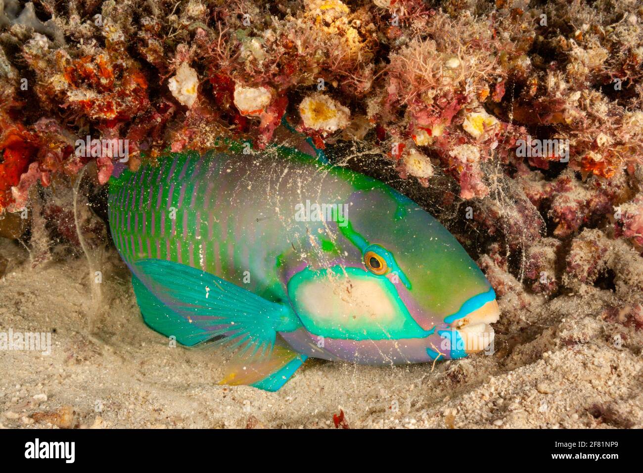 Bleekers parrotfish chlorurus bleekeri hi-res stock photography and ...