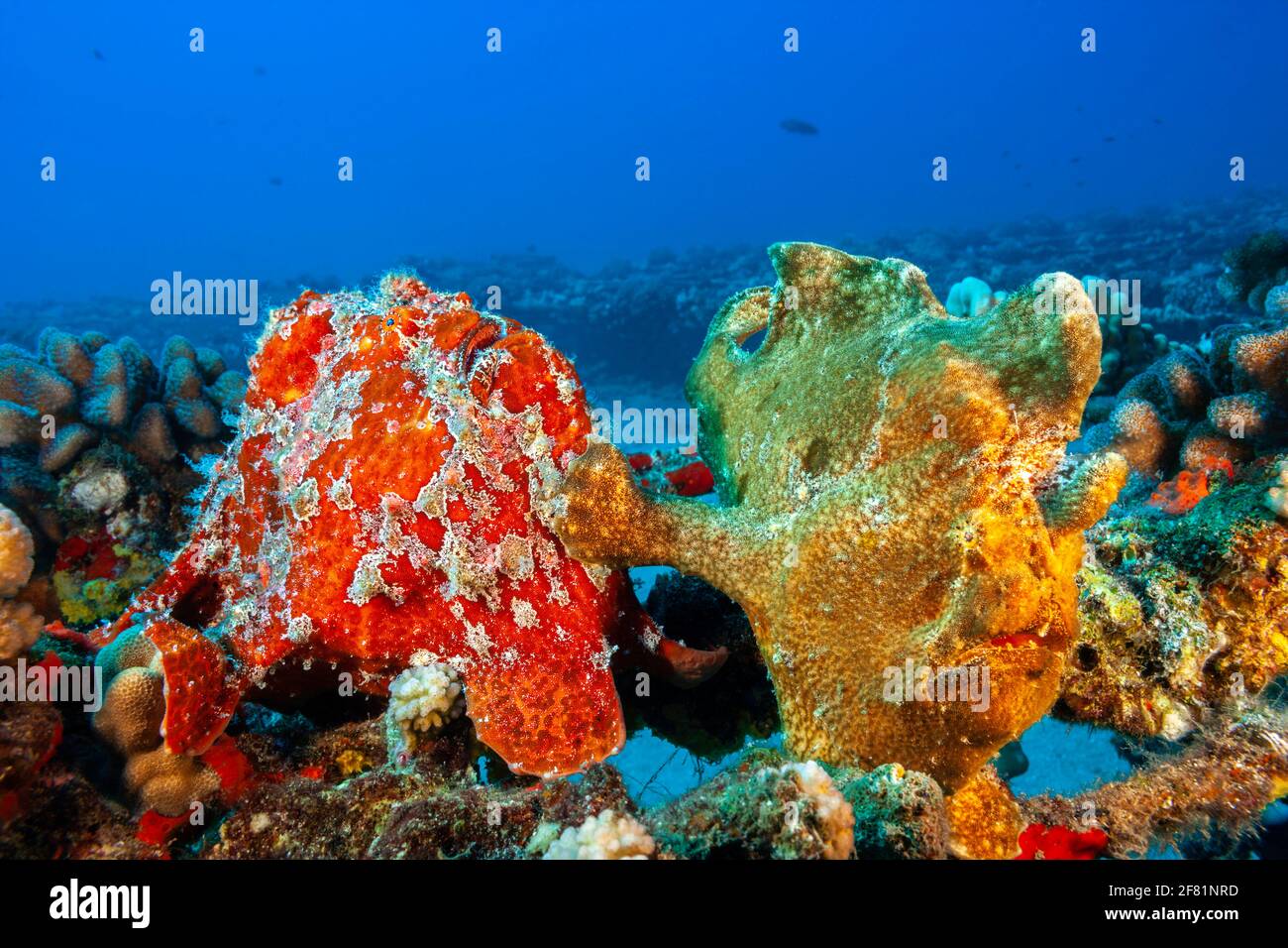 Frogfish pectoral hi-res stock photography and images - Alamy