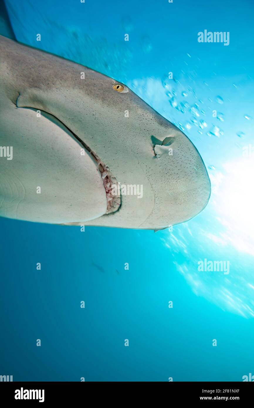 A close look at a lemon, shark, Negaprion, brevirostris, passing over ...