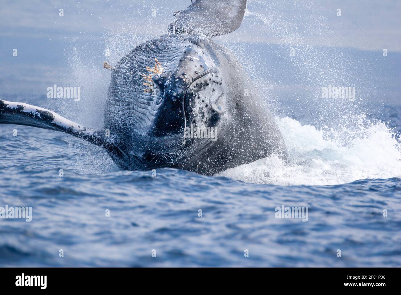 This breaching humpback whale, Megaptera novaeangliae, is about to make ...