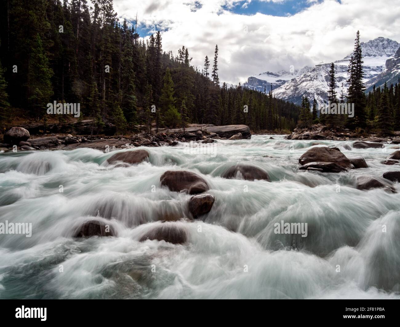Strong pine hi-res stock photography and images - Alamy