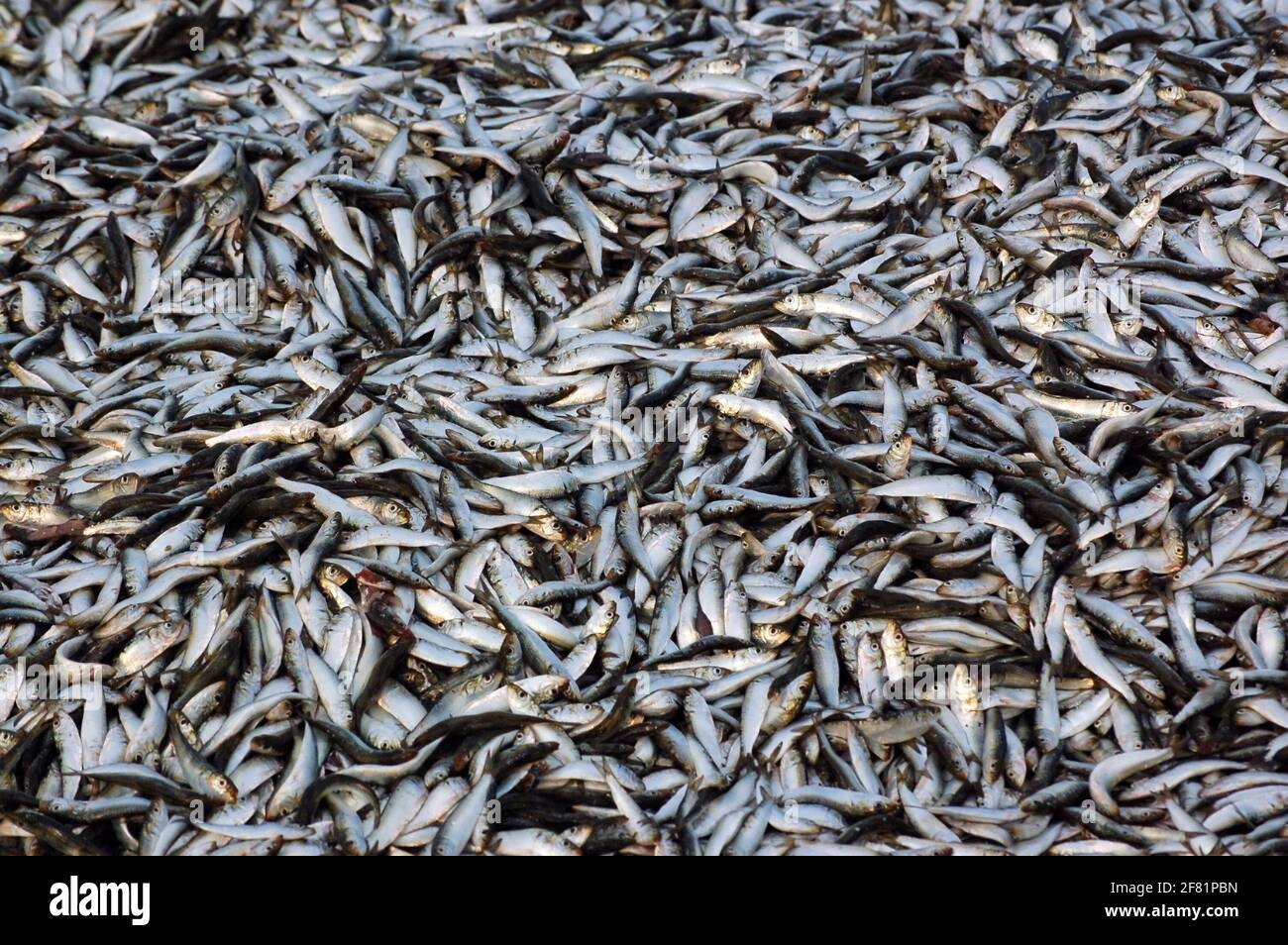 Sardines net hi-res stock photography and images - Alamy