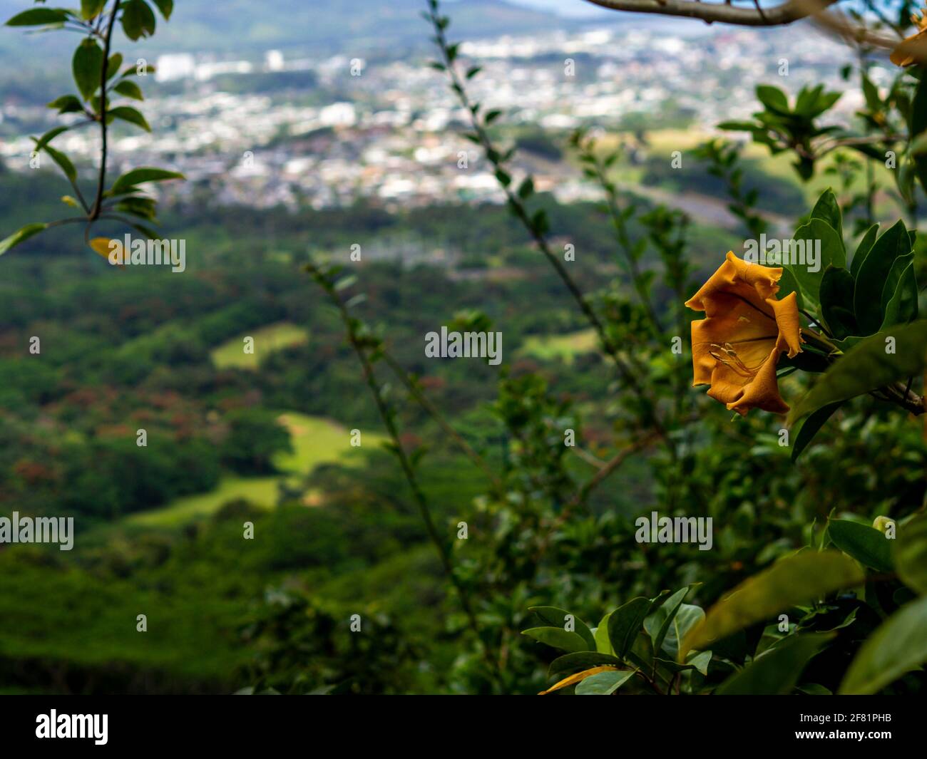 Bright tropical flower hi-res stock photography and images - Alamy