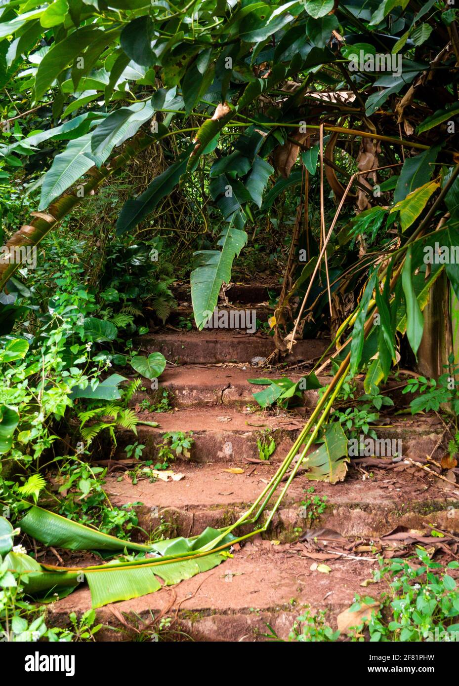 stairs in the middle of the jungle Stock Photo - Alamy