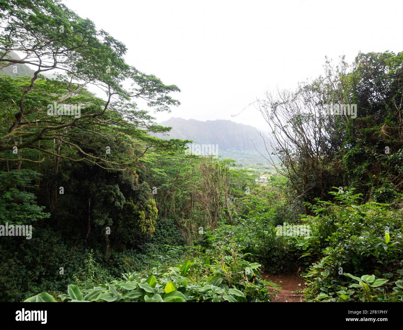 view of a peak in the distance from the jungle Stock Photo - Alamy