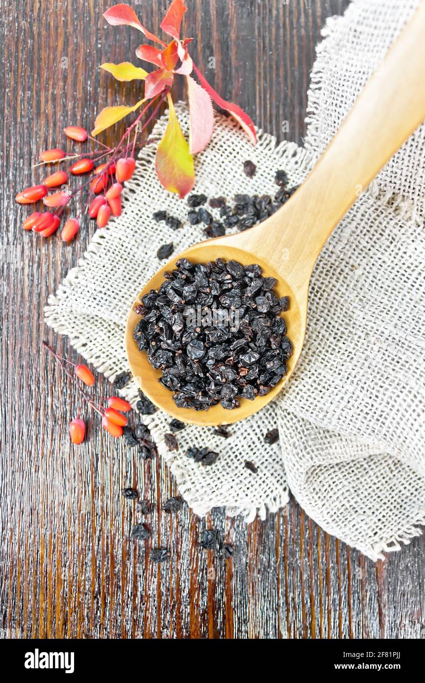Dried black barberry in a spoon on sacking, sprigs with fresh berries ...