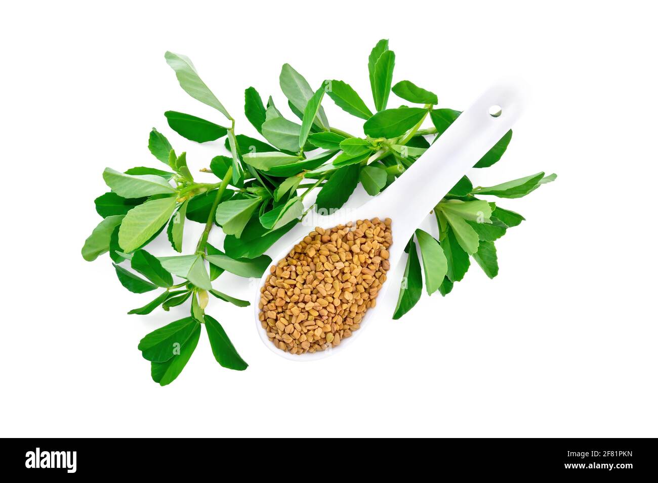 Fenugreek seeds in spoon with green leaves isolated on white background ...