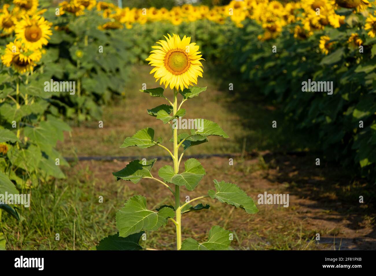 Beautiful yellow color sunflower stand alone with another flower in the ...