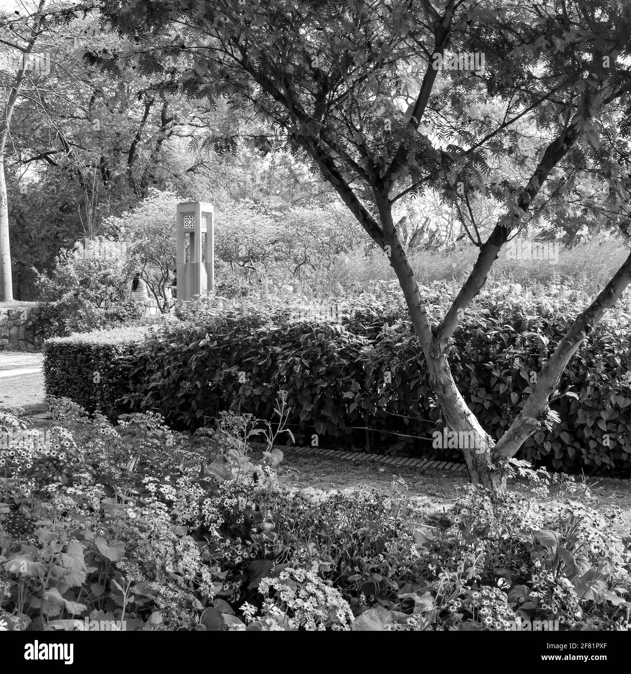 Big tree with branches and land with herbs, Big Trees in nature, scenic ...