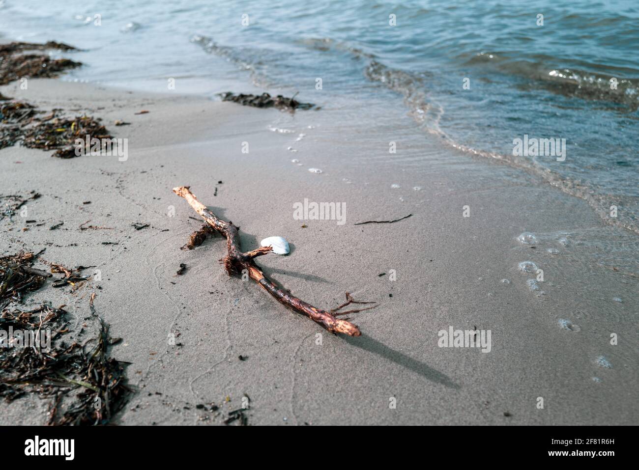 on the seashore there is a washed up wooden branch and a white shell ...