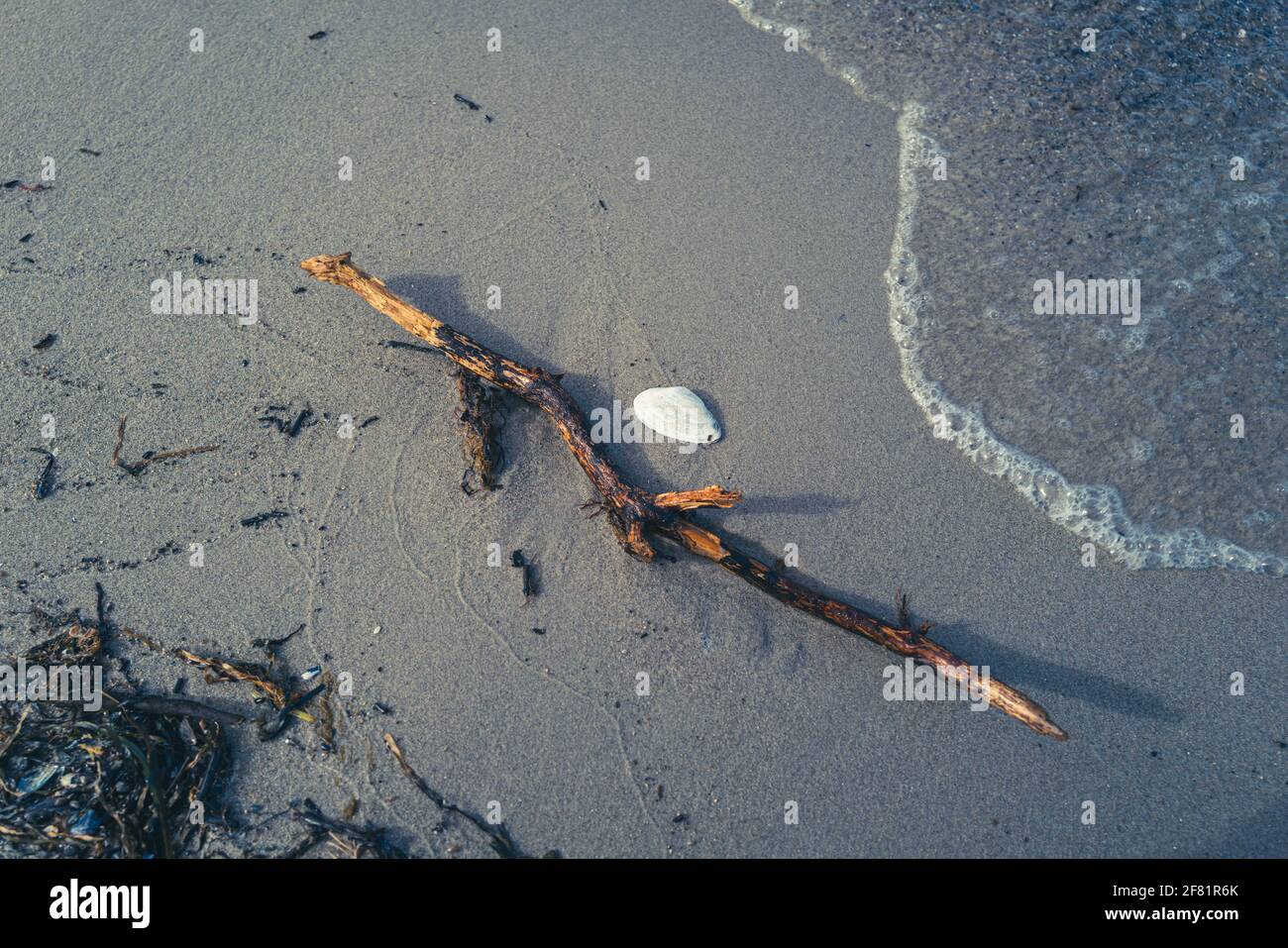 on the seashore there is a washed up wooden branch and a white shell ...