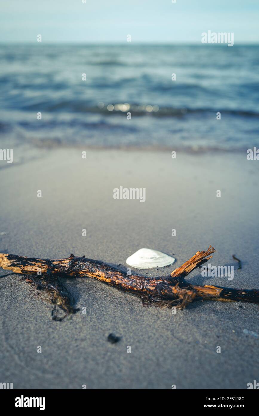 on the seashore there is a washed up wooden branch and a white shell ...