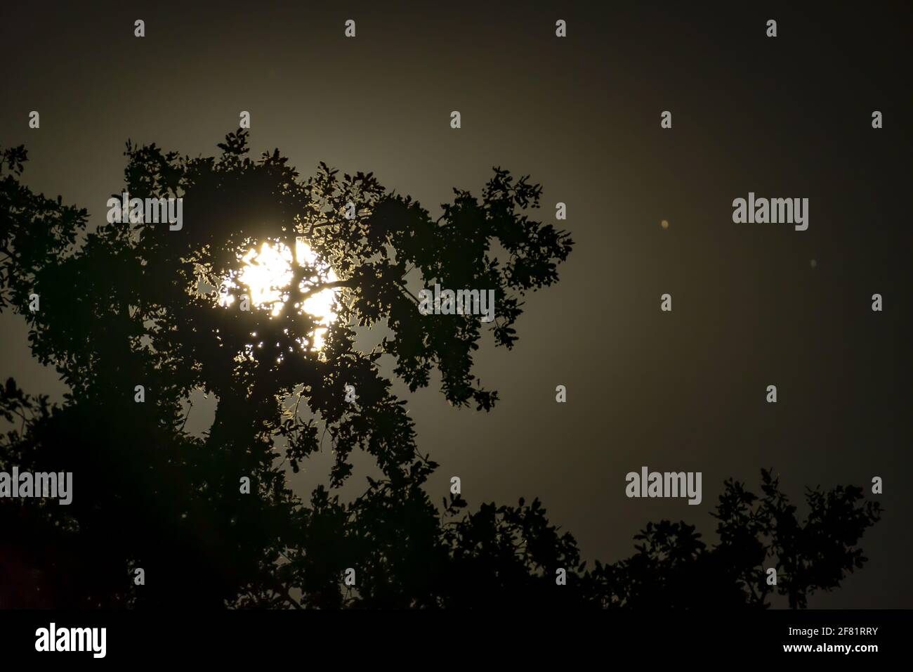 Full moon rising through trees hi-res stock photography and images - Alamy