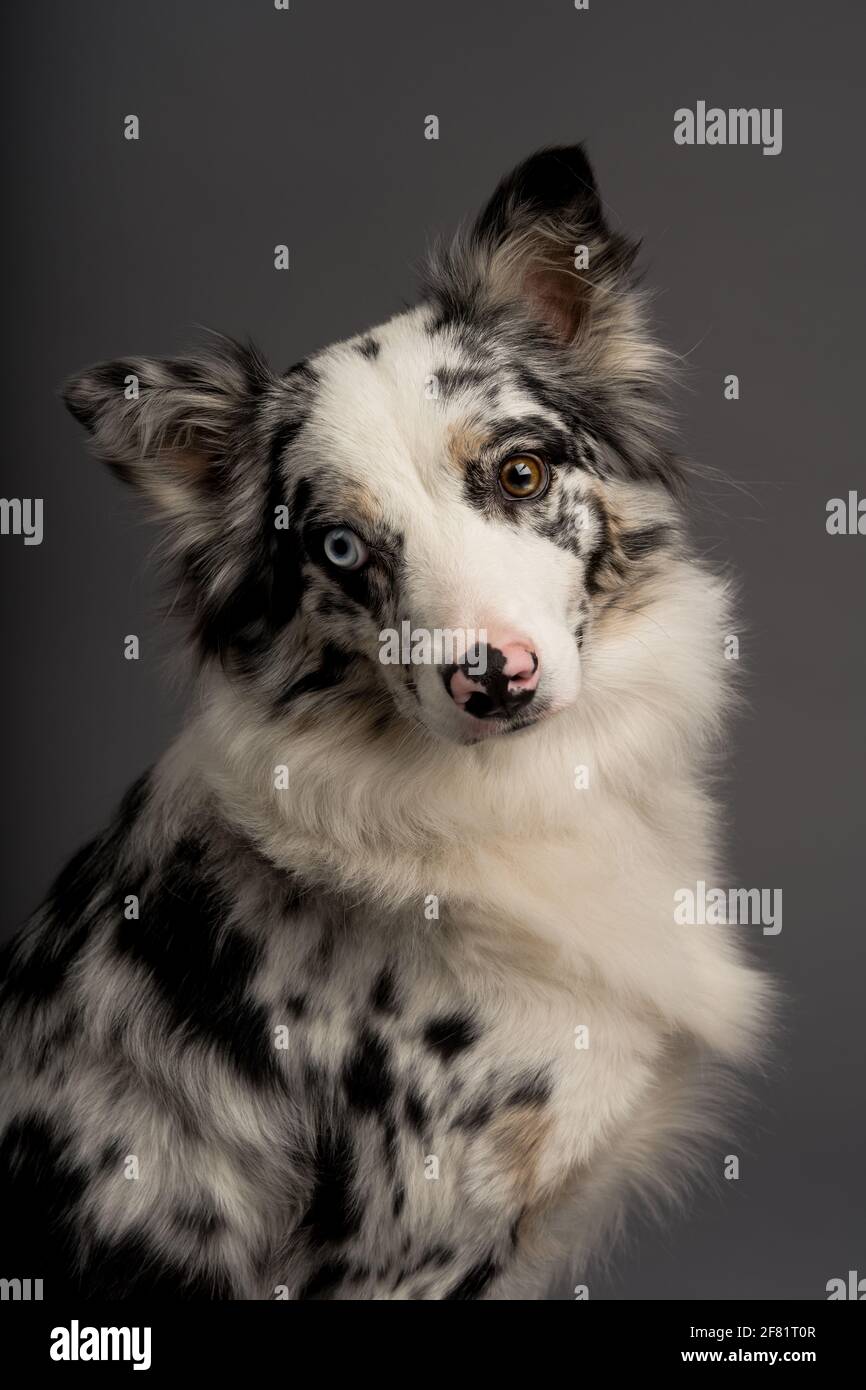 A vertical shot of a spotted border collie dog with heterochromia eyes ...