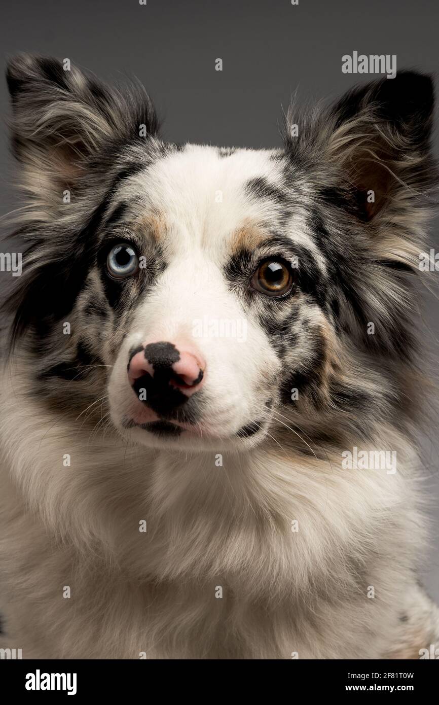 A vertical shot of a spotted border collie dog with heterochromia eyes ...