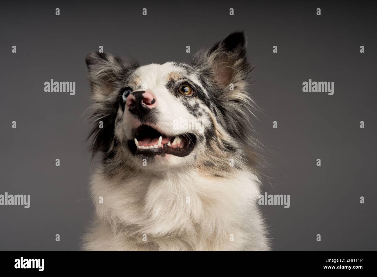 Are Border Collies Spotted