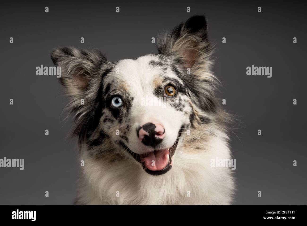 Are Border Collies Spotted