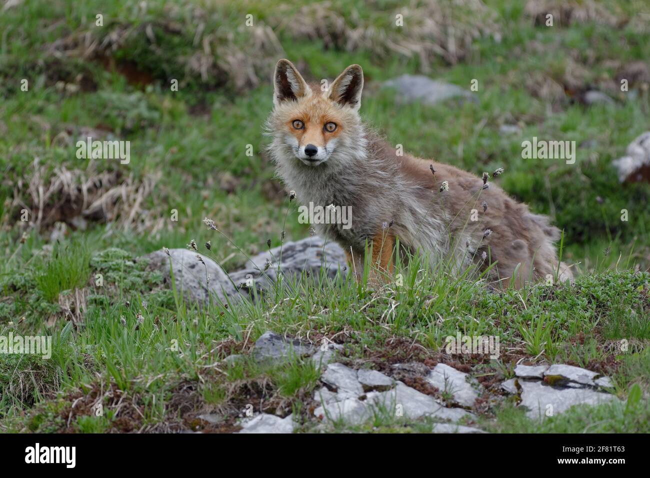 Red fox (Vulpes vulpes) - Vanoise National Park, Alps, France Stock ...