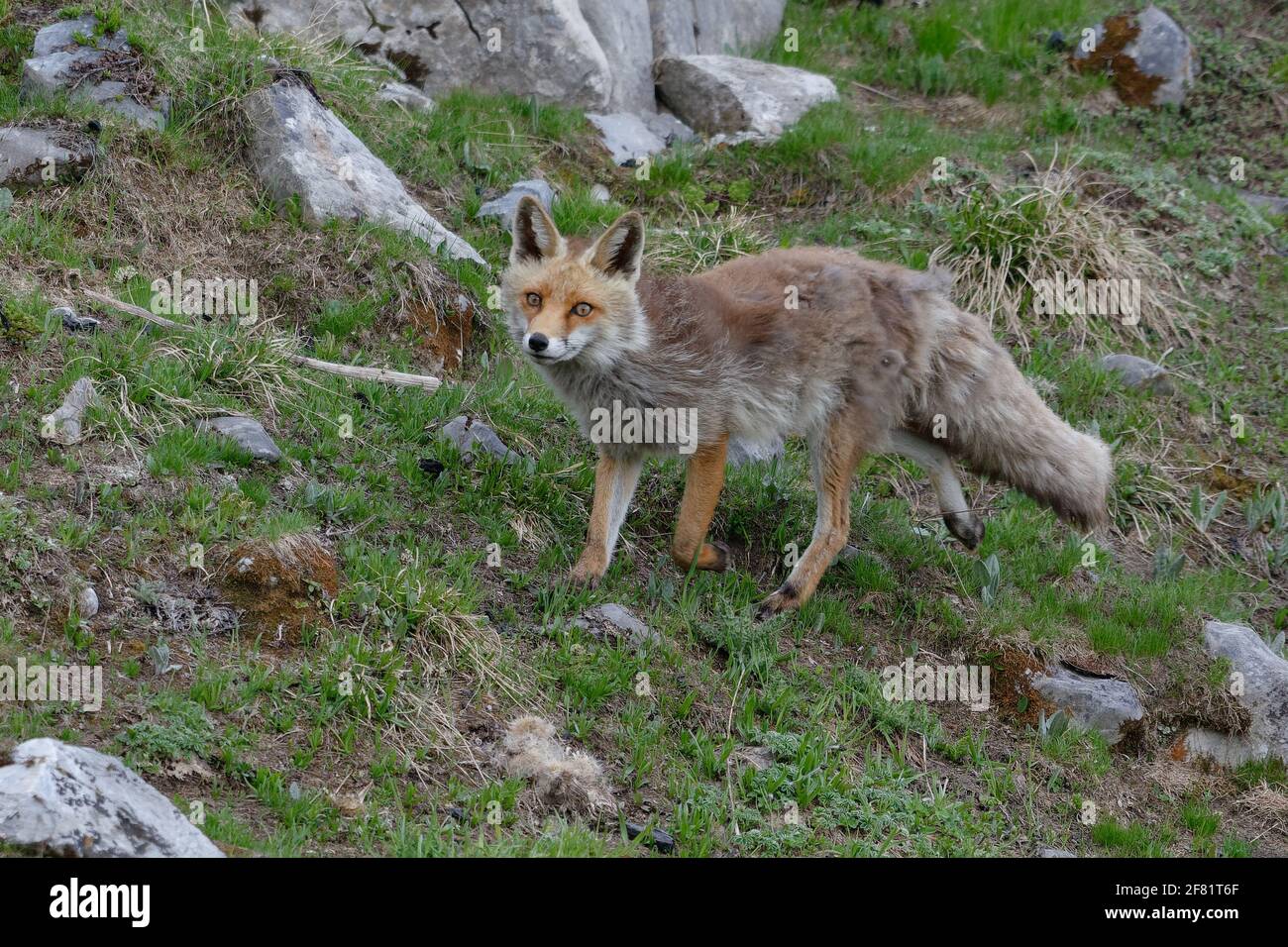 Red fox (Vulpes vulpes) - Vanoise National Park, Alps, France Stock ...