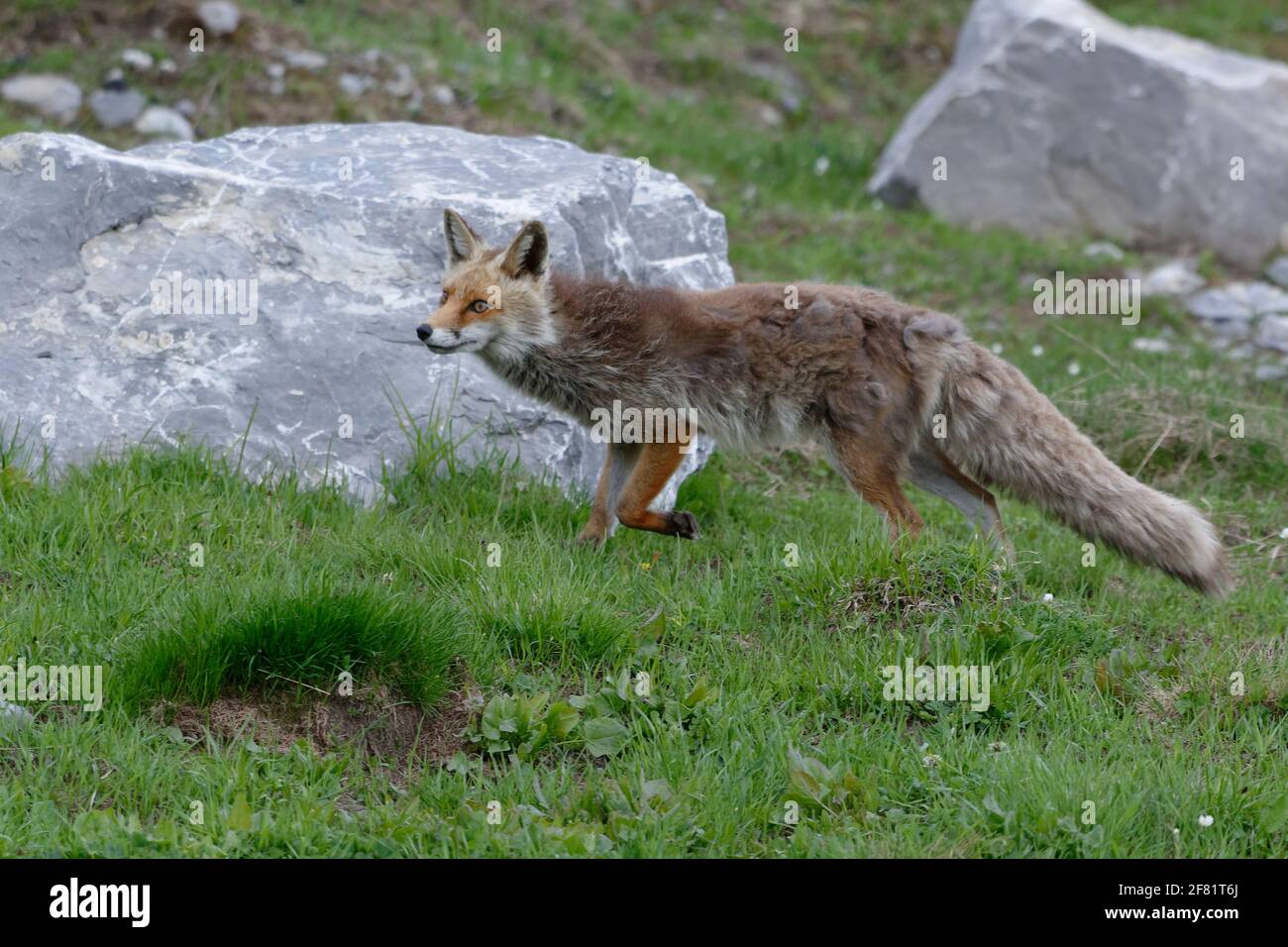 Red fox (Vulpes vulpes) - Vanoise National Park, Alps, France Stock ...