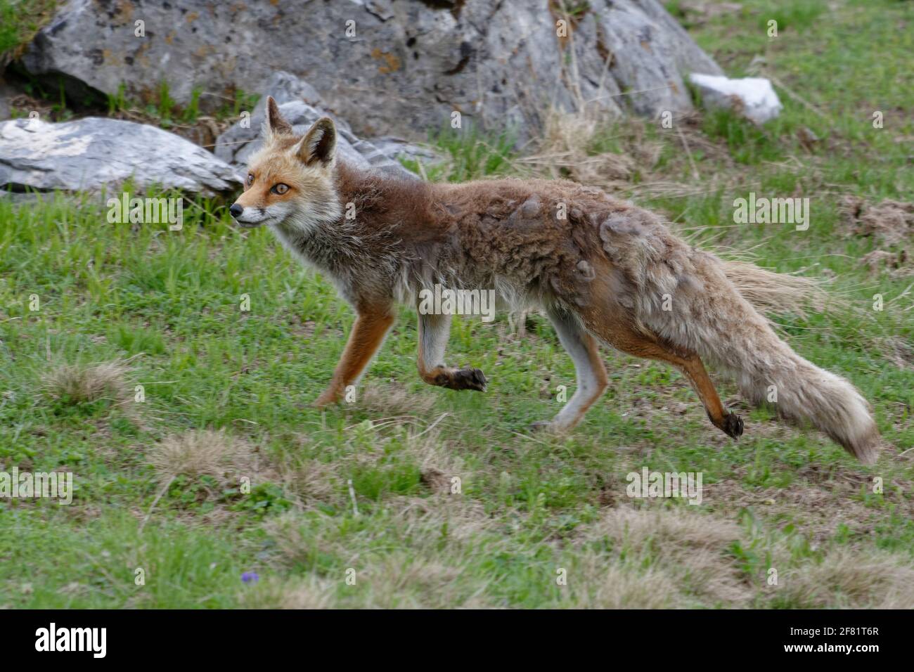 Red fox (Vulpes vulpes) - Vanoise National Park, Alps, France Stock ...