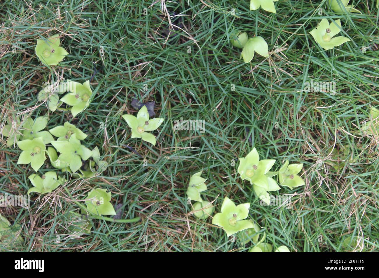 A high angle shot of green wildflowers on a bermuda grass Stock Photo ...