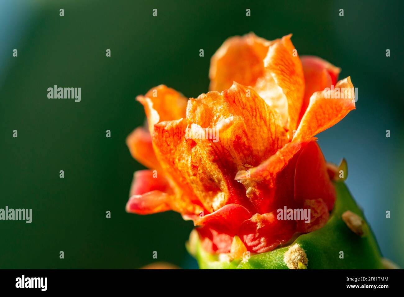 Green cactus plant foreground hi-res stock photography and images - Alamy
