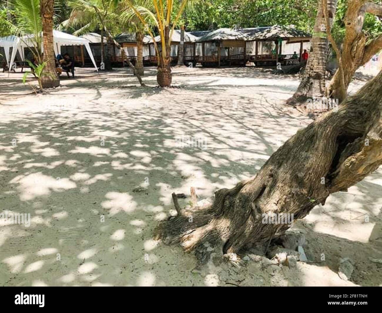 A beautiful view of reclining old tree withcoconut palm trees on the ...