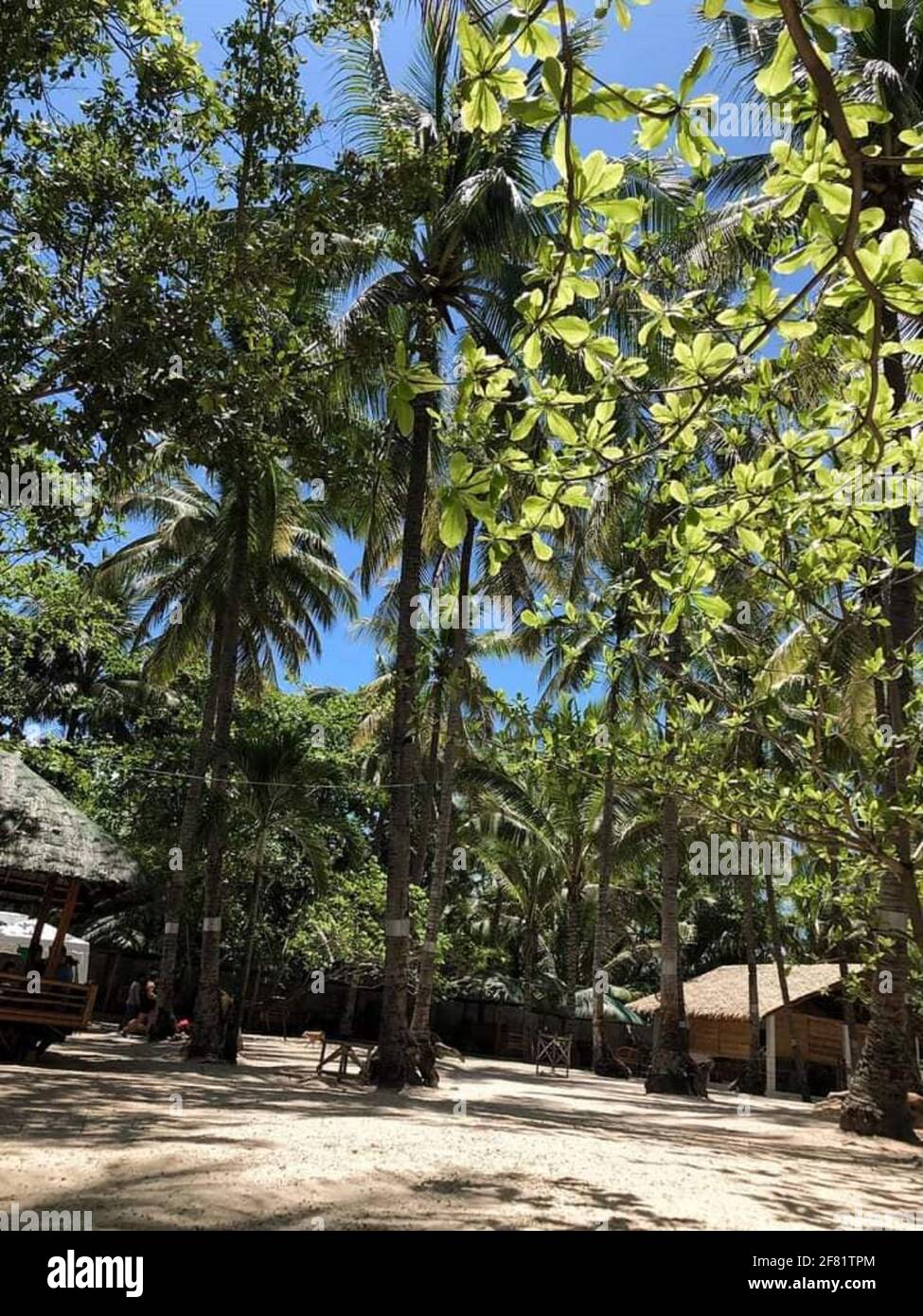 A vertical shot of coconut palm trees on the beach in Mati, Philippines ...