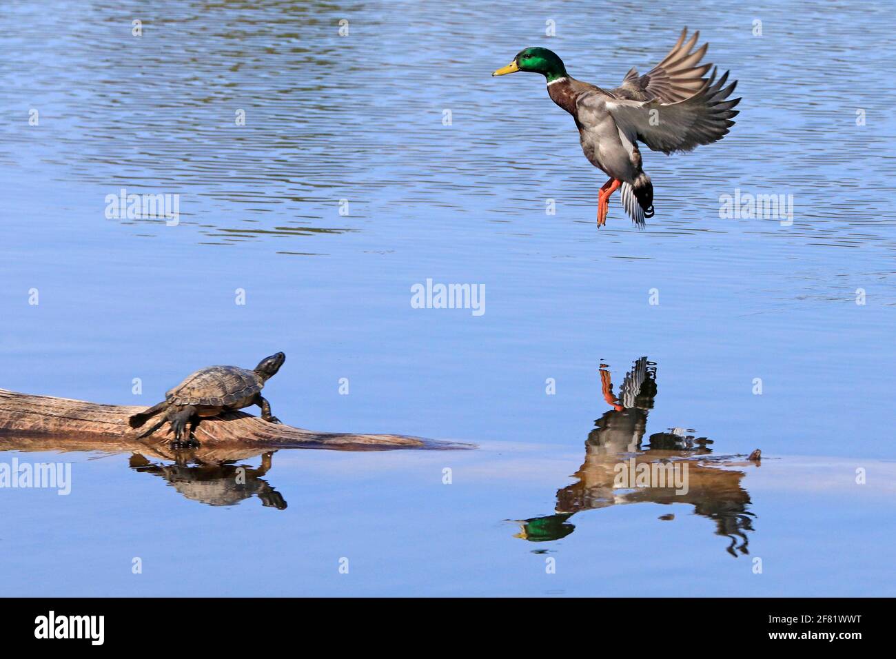 Mallard duck on land hi-res stock photography and images - Alamy