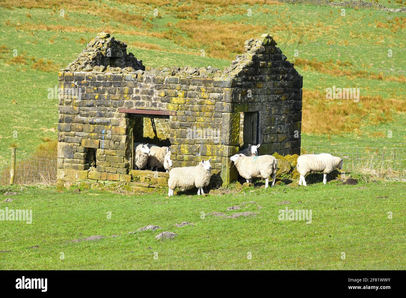 Sheep in ruined barn, Colden, Pennines, West Yorkshire Stock Photo - Alamy