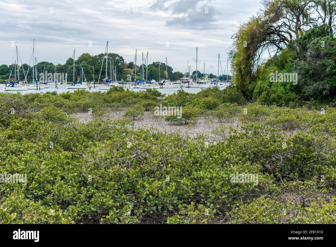 AUCKLAND, NEW ZEALAND - Mar 26, 2021: View of mangroves swamp in ...