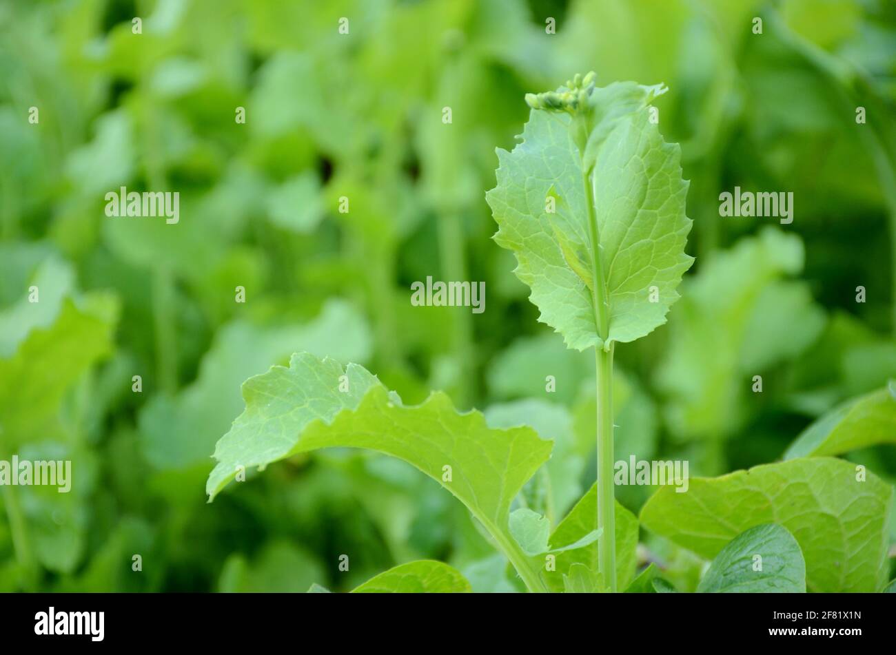 Mustered field hi-res stock photography and images - Alamy