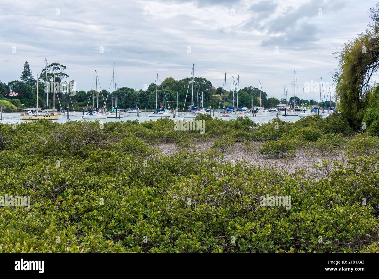 AUCKLAND, NEW ZEALAND - Mar 26, 2021: View of mangroves swamp in ...