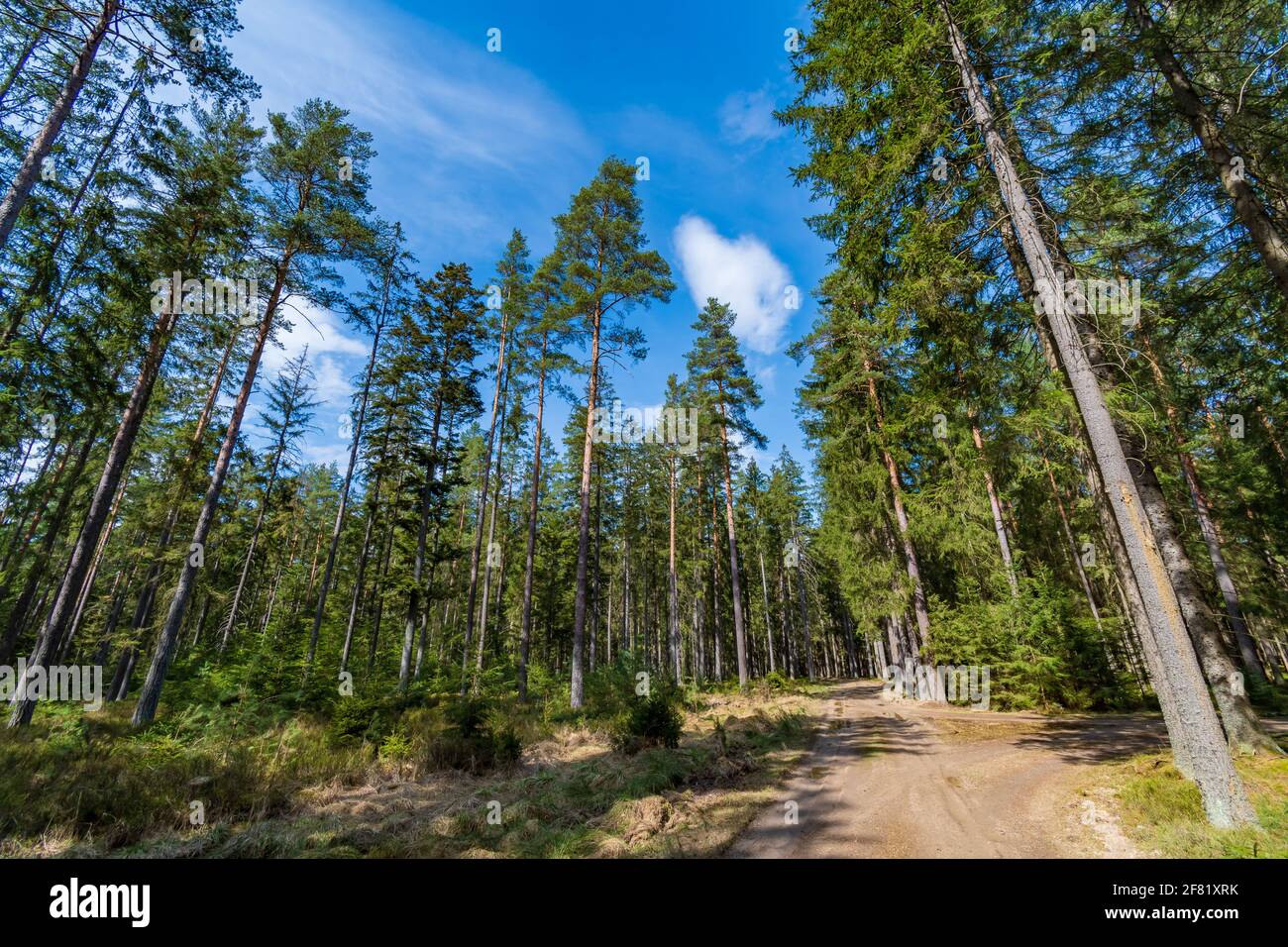 forest in a moorland in the lower austrian region waldviertel Stock ...